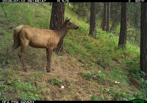Community Dynamics Washington Predator Prey Project