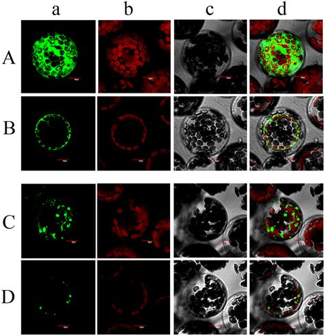 Fluorescence Patterns Of Gfp Fusion Proteins In Plant Cells Download Scientific Diagram