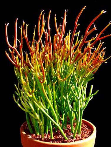 Firestick Plant Indoor Care 5 Essential Tips For Thriving Indoors