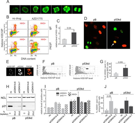 multiple defects sensitize p53 deficient head and neck cancer cells to
