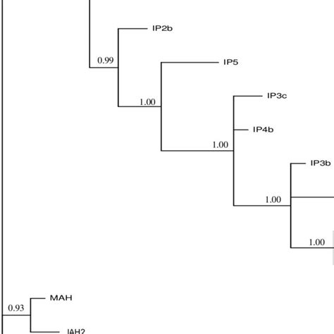 Fig S1 A Bayesian Majority Rule Consensus Tree Estimated In Mrbayes Download Scientific