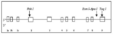 Restriction Polymorphism Of Vdr Dna Sequence Schematic Of The Vdr Download Scientific Diagram