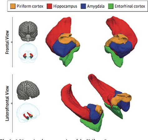 [pdf] Volumetric Analysis Of The Piriform Cortex In Temporal Lobe