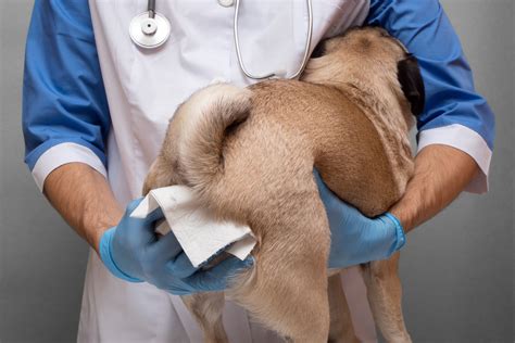 Clear Discharge From Pregnant Dog Vulva