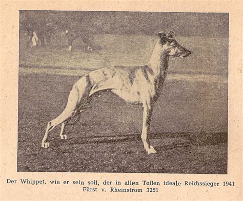 Whippet Word History At Katherine Lederman Blog