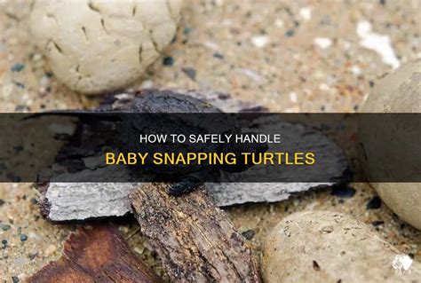How To Safely Handle Baby Snapping Turtles | PetShun