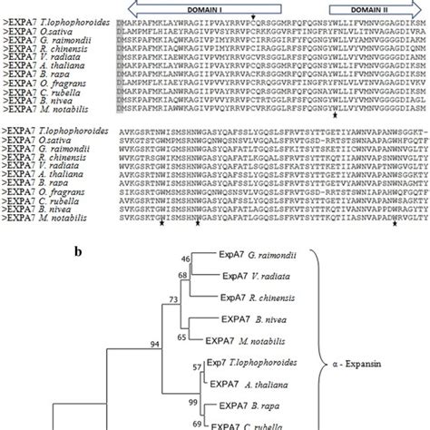 multiple sequence alignment and phylogeny of the putative tlexpa18