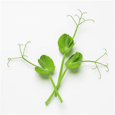 Pea Tendrils Benefits And Delicious Recipes Healthy Food