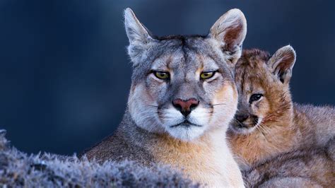 Wallpaper Cougar And More