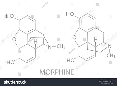 Morphine Molecular Skeletal Chemical Formula Stock Vector Royalty Free 2169559717 Shutterstock