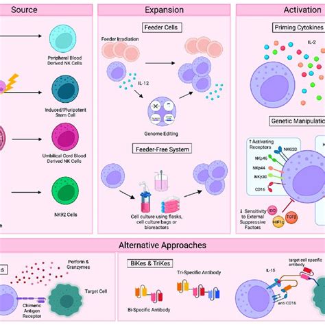 Current Nk Cell Therapies Schematic Showing The Current Use Of Nk Cell