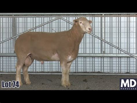 Lot 074 Youtube