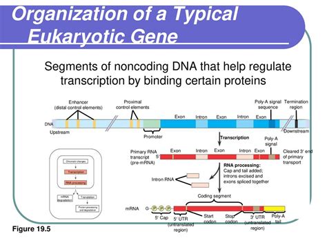 Ap Biology Review 3 Ppt Download