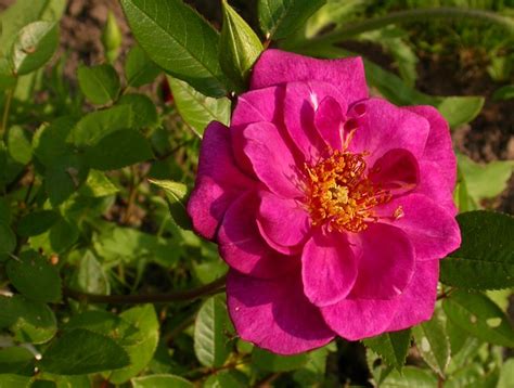 Bluenette Karin Schade Stauden Und Rosen