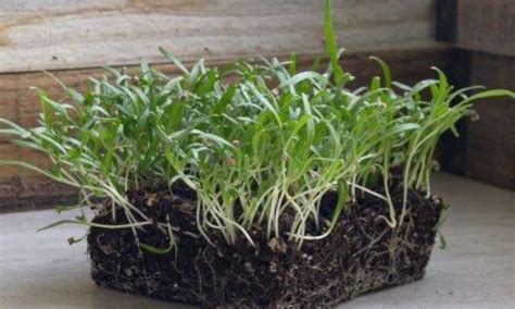 How To Grow Spinach Microgreens In 6 Easy Steps