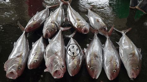 Different Types Of Jack Fish Complete List And Descriptions