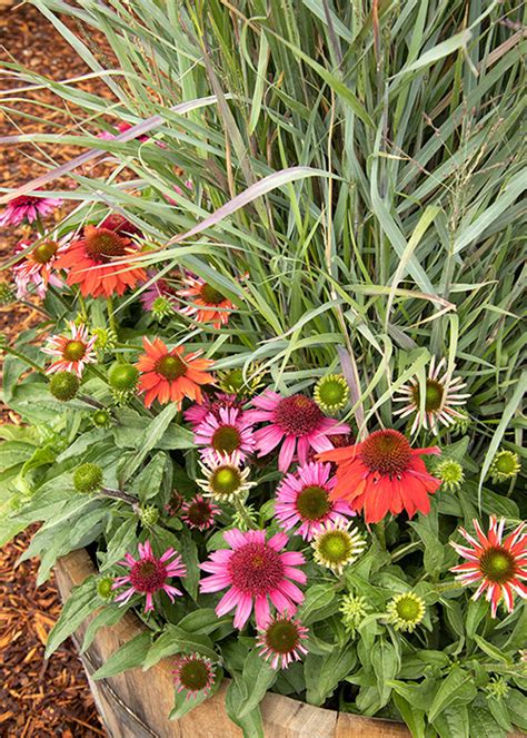 Coneflower Care Guide How To Plant Grow And Design With Echinacea