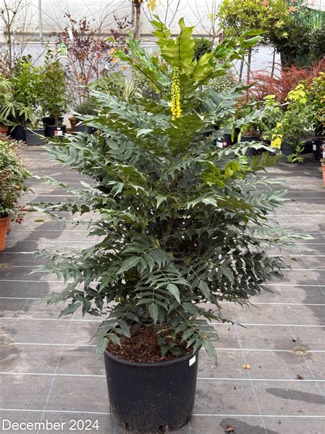 Mahonia X Media Charity The Big Plant Nursery