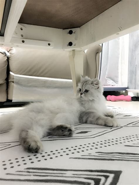 페르시안 친칠라 슈슈 고양이 책임분양 ♥ 강아지무료분양 고양이무료분양 유기견입양 아이조아요양보호소