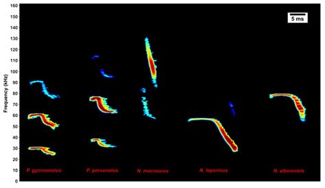 Spectrograms Of Echolocation Calls Of Fve Bat Species Recorded In The