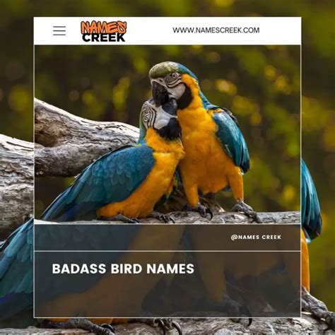 350 Unique Bird Names A Comprehensive Guide To Naming Your Feathered Friend