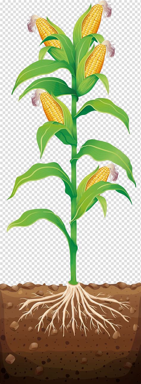 Free Corn Plants Download Free Corn Plants Png Images Free Cliparts On Clipart Library