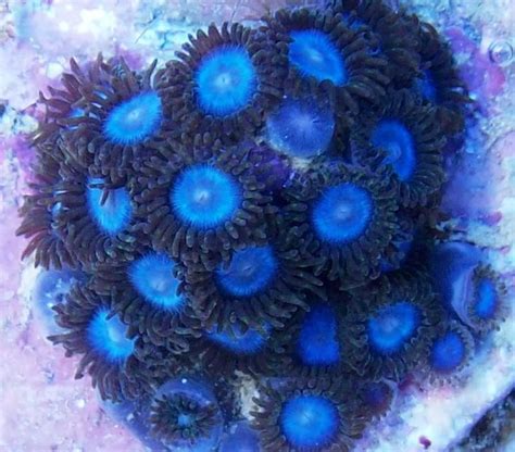 Blue Zoanthids Saltwater Tank Reef Tank Aqua