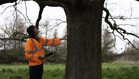 Tree Disease Diagnosis Worcester Tree And Landscaping Specialist