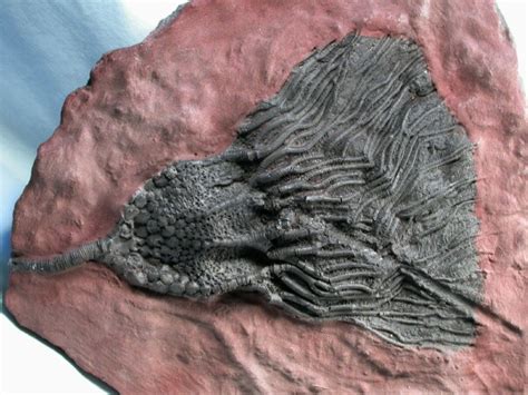 Class Crinoidea Fossil Class Crinoidea Fossil