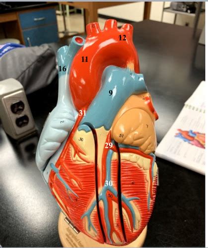 Lab Exam Flashcards Quizlet Lab Exam Flashcards Quizlet