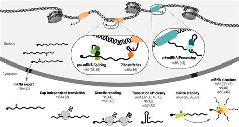 Messenger Rna Modifications Form Distribution And Function Science
