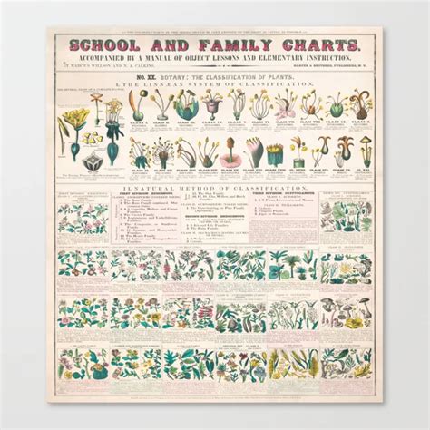 The Classification Of Plants By Marcius Willson And Norman A Calkins