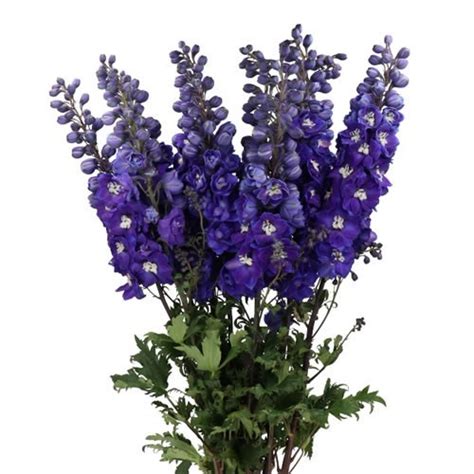Delphinium Double Dewi Dark Blue Smile 65cm Wholesale Dutch Flowers And Florist Supplies Uk