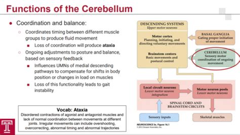 Motor Modulation The Basal Ganglia And Cerebellum Part 2 Cerebellum Flashcards Quizlet