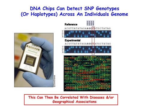 Genetic Engineering In Medicine Agriculture And Law Ppt Download Genetic Engineering In Medicine Agriculture And Law Ppt Download