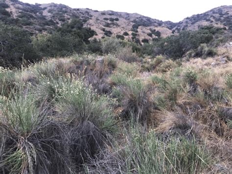 B Limited But Intact Area Of Alluvial Fan Scrub Showing Mature