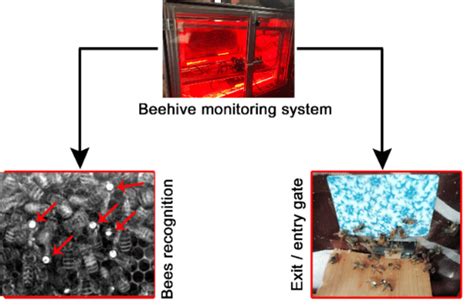 Monitoring System For Recognition Of Labeled Bees Red Arrows Are Download Scientific Diagram