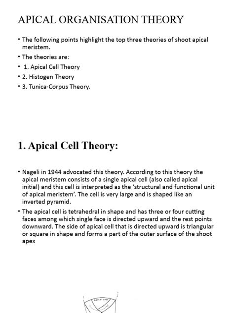 Apical Cell Theoy Pdf Tissue Biology Root