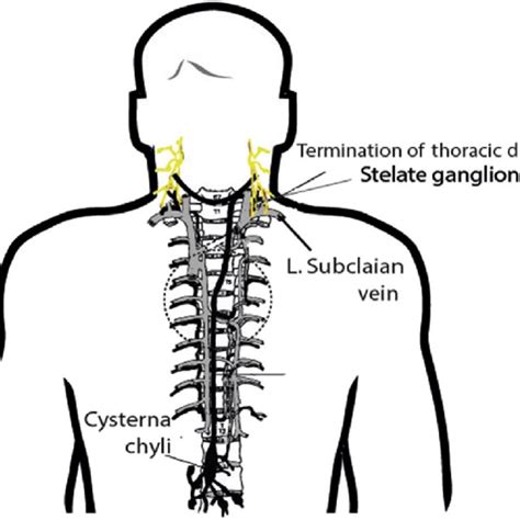 Schematic View Of The Anatomical Features Of The Interscapular Area