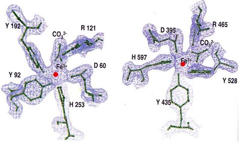 Stereoview Of A Section Of Final 2fo Fc Electron Density Map Download Scientific Diagram