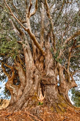 TreeGirl Photography And Nude Art At Model Society