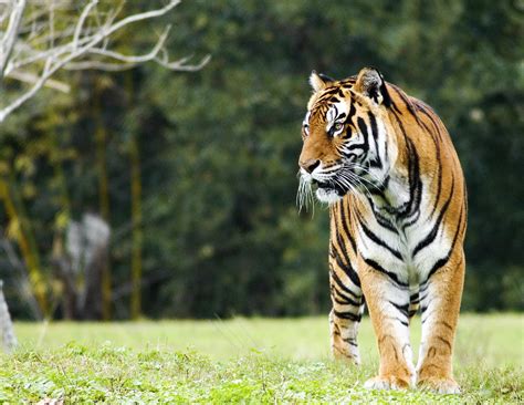 South China Tiger Grass