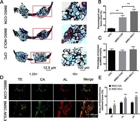 Histological Analysis Of The New Bone Formation Area And Remnant Download Scientific Diagram