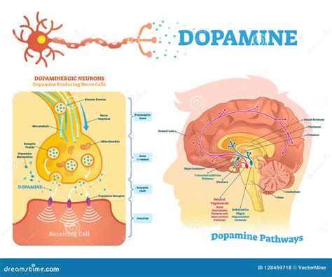 Dopamine Dopamine Receiving Neuron And Dopamine Producing Neuron