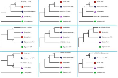 Phylogenetic Tree Constructed Using Concatenated 16s Rrna Approach The Download Scientific