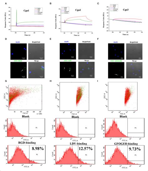 Oyster Integrins Bind To Multiple Ecm Ligands The Binding Reaction Download Scientific