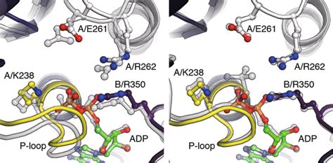 Nucleotide Binding Site Of The Three Adp Bound V1 Atpase 3adpv1