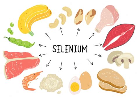 Premium Vector Selenium Vector Stock Illustration Food Products With