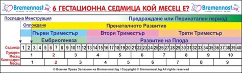 6 Гестационна Седмица Кой Месец е