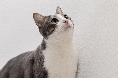 What is the most important thing about having a cat? - Sepicat